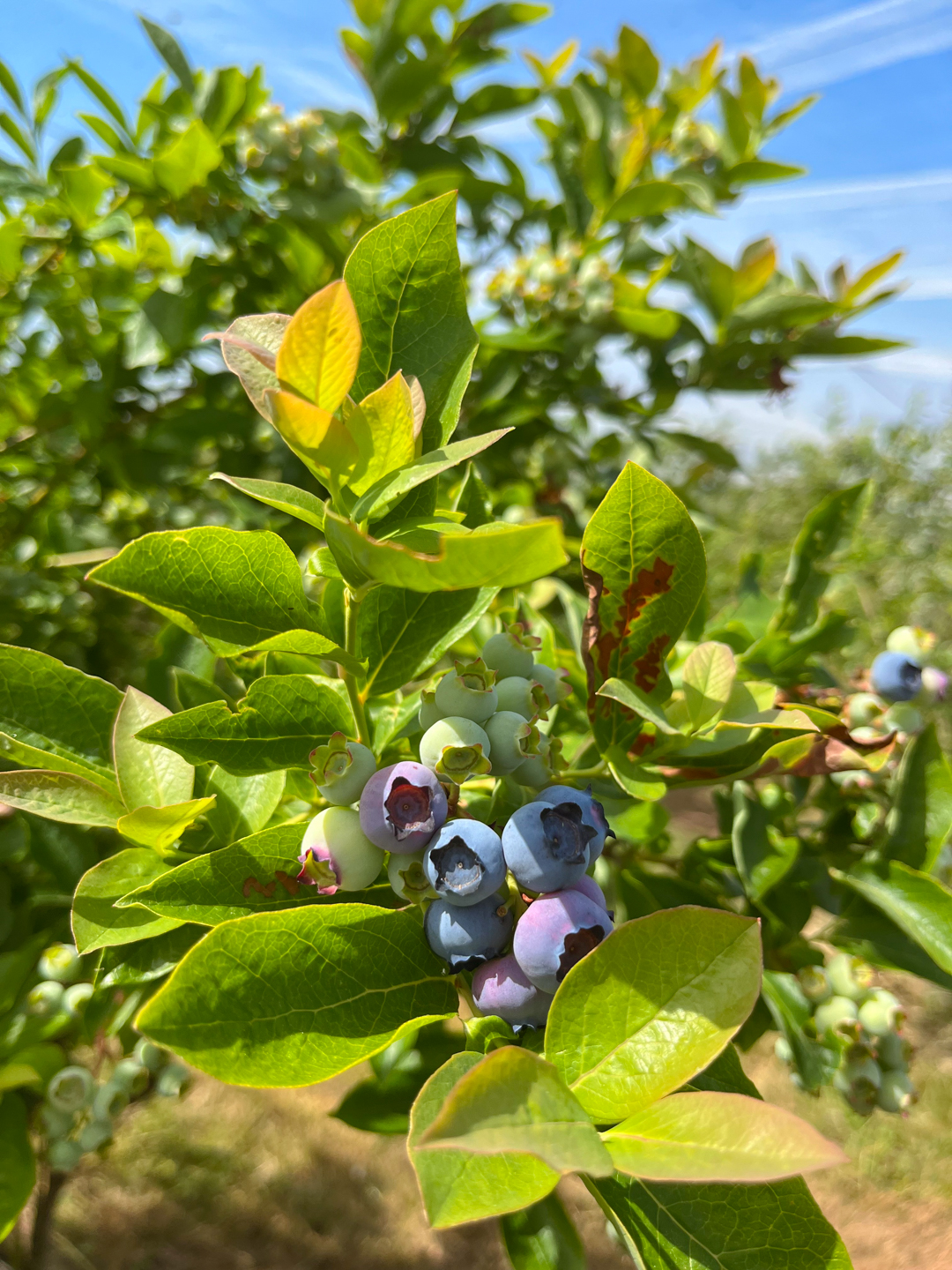 Interview - De bosbessen van de familie Balandier doen ons watertanden ...
